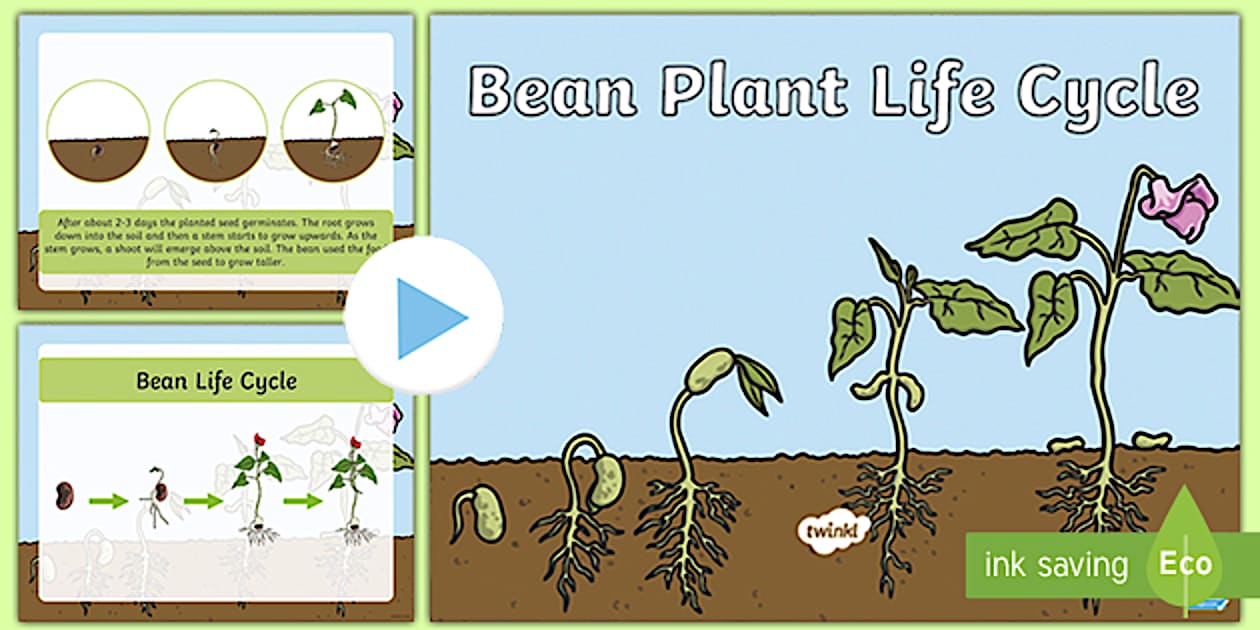 Bean Life Cycle PowerPoint (teacher made) - Twinkl