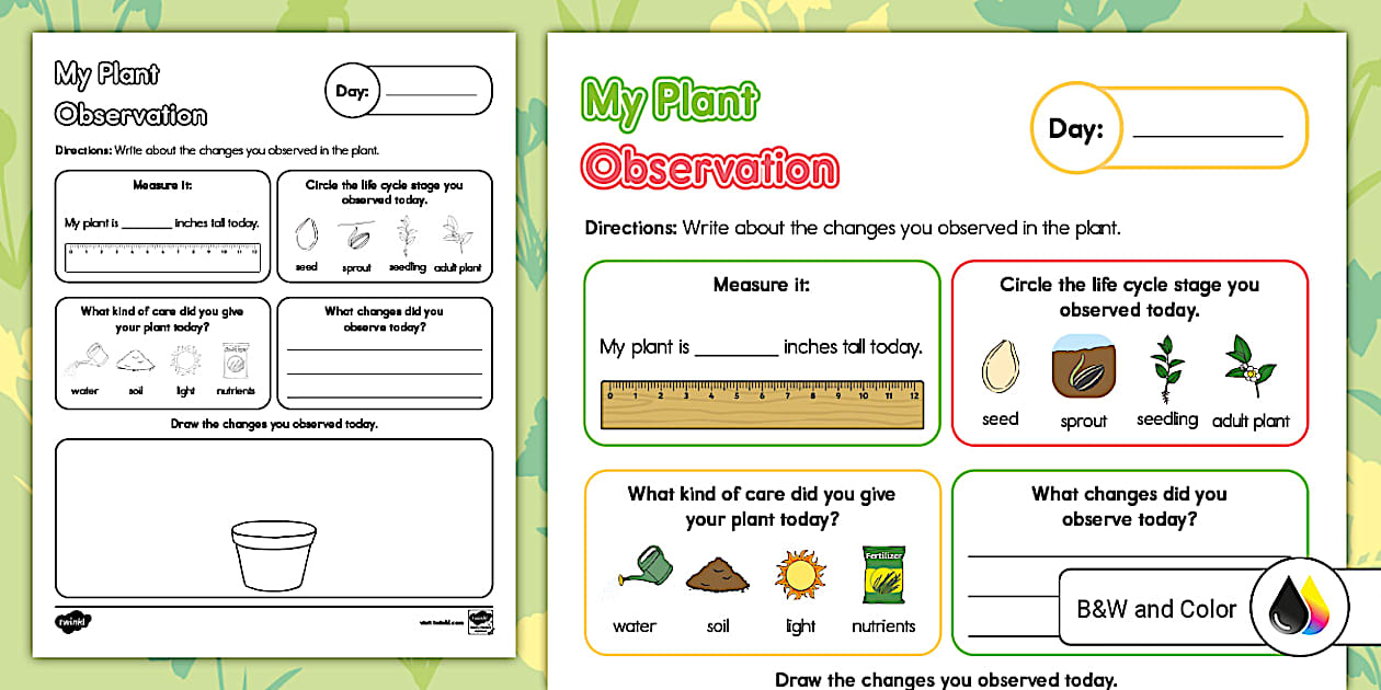 My Plant Observation Worksheet for PK-K (Teacher-Made)