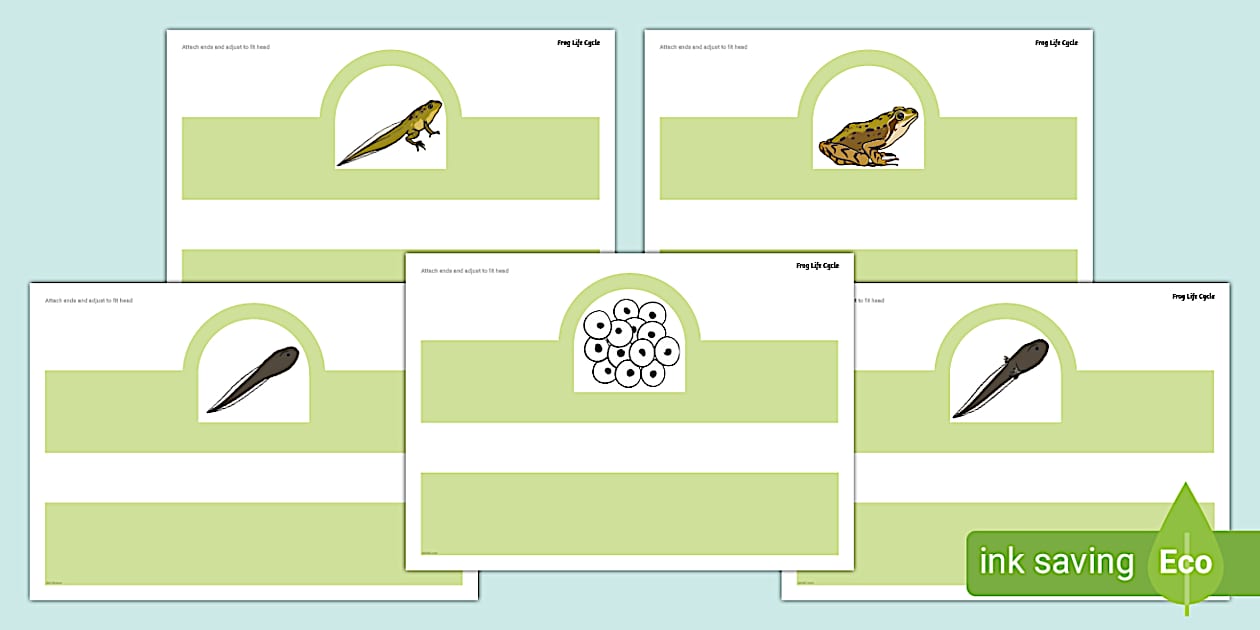 Frog Life Cycle Headbands (Teacher-Made) - Twinkl