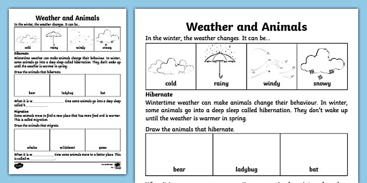 Weather and Animals Worksheet (teacher made) - Twinkl
