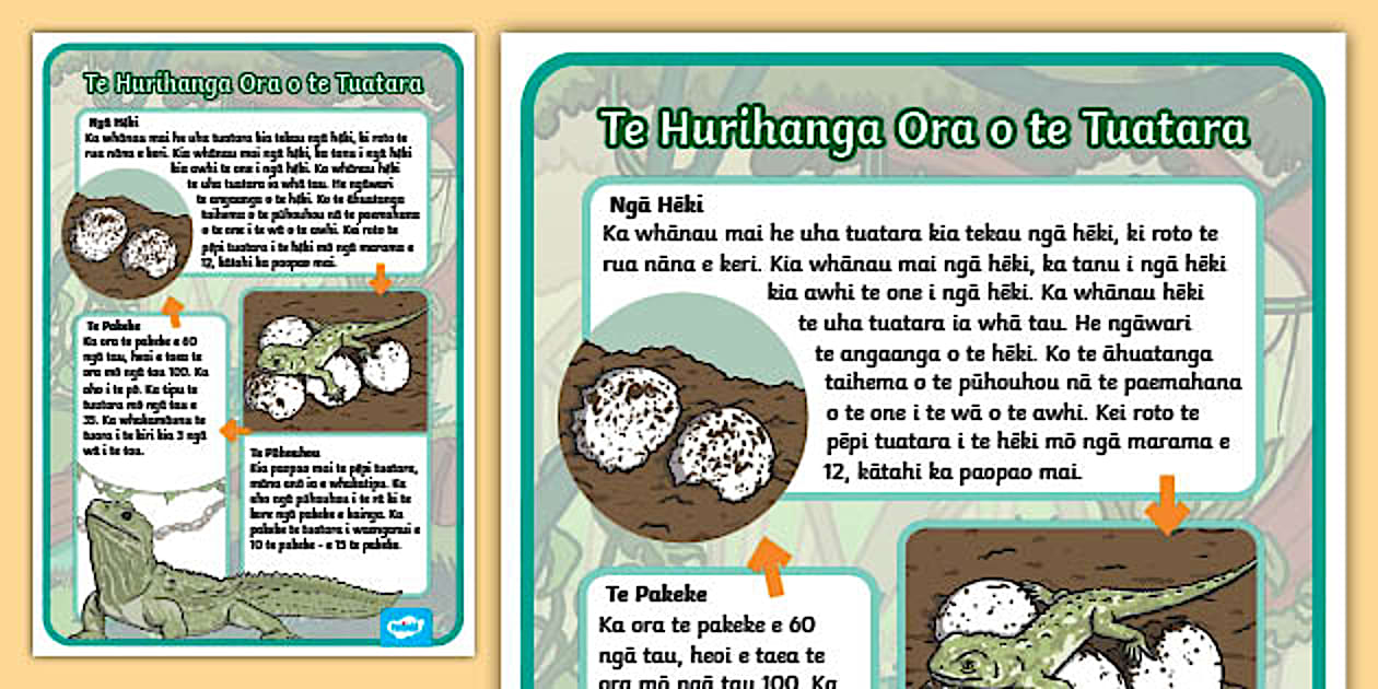 Te Hurihanga Ora o te Tuatara (teacher made) - Twinkl