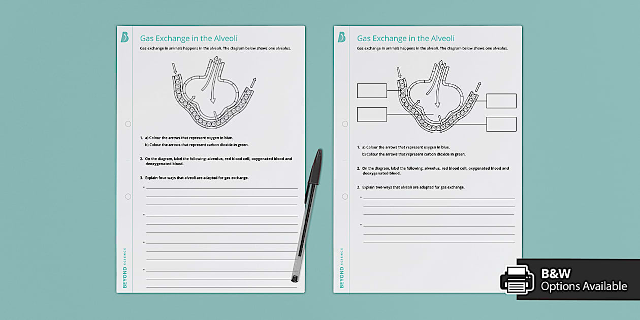 Gas Exchange and the Alveoli Worksheet (teacher made)
