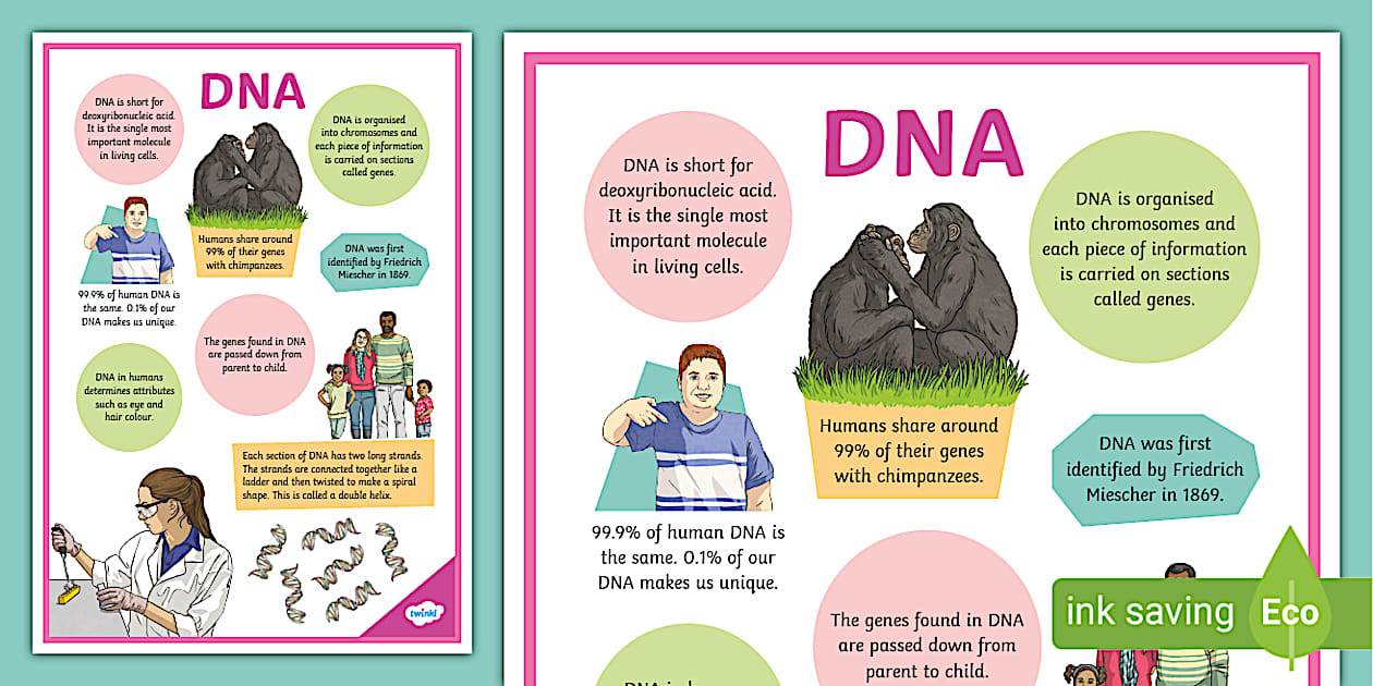 DNA Display Poster - Twinkl - KS2 (teacher made) - Twinkl