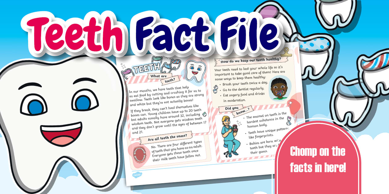 Teeth Fact File