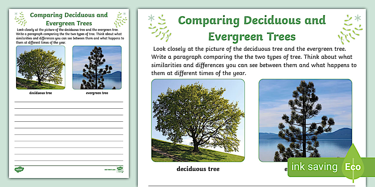 Comparing Deciduous and Evergreen Trees (teacher made)