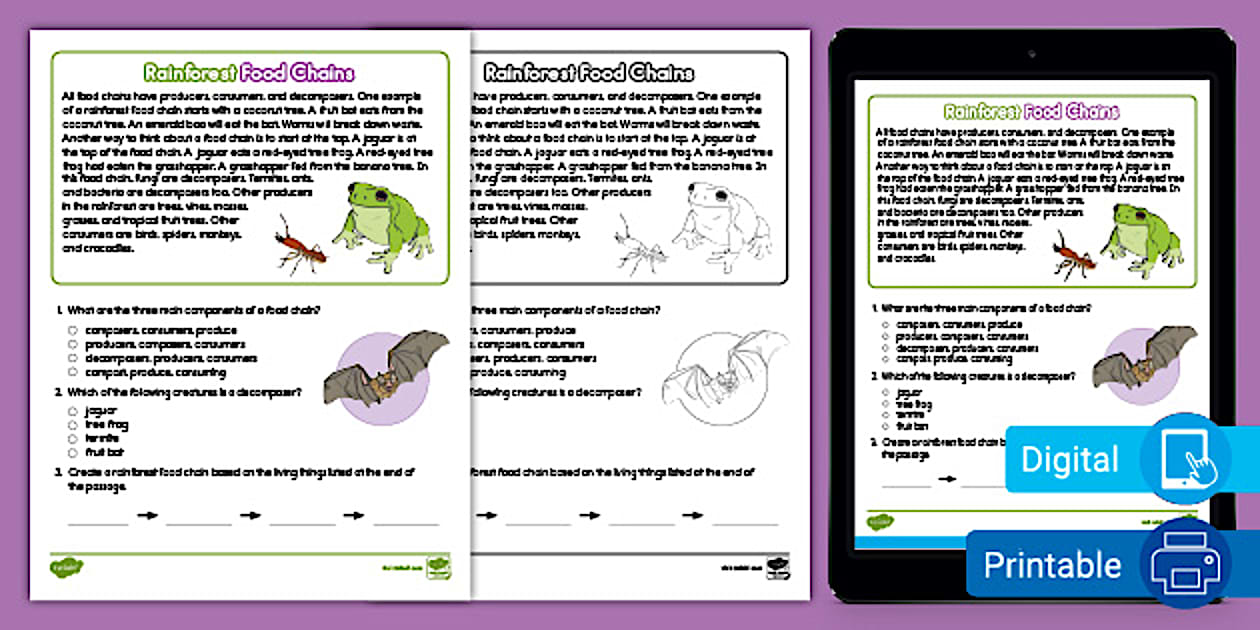 Second Grade Rainforest Food Chain Reading Passage Comprehension