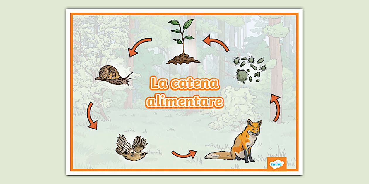 Poster: La catena alimentare (Lehrer gemacht) - Twinkl