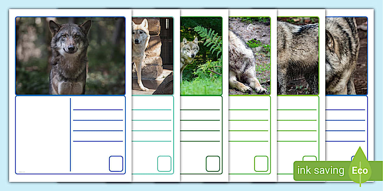 A Wonderful Collection Of Wolf Postcards | Twinkl | KS2