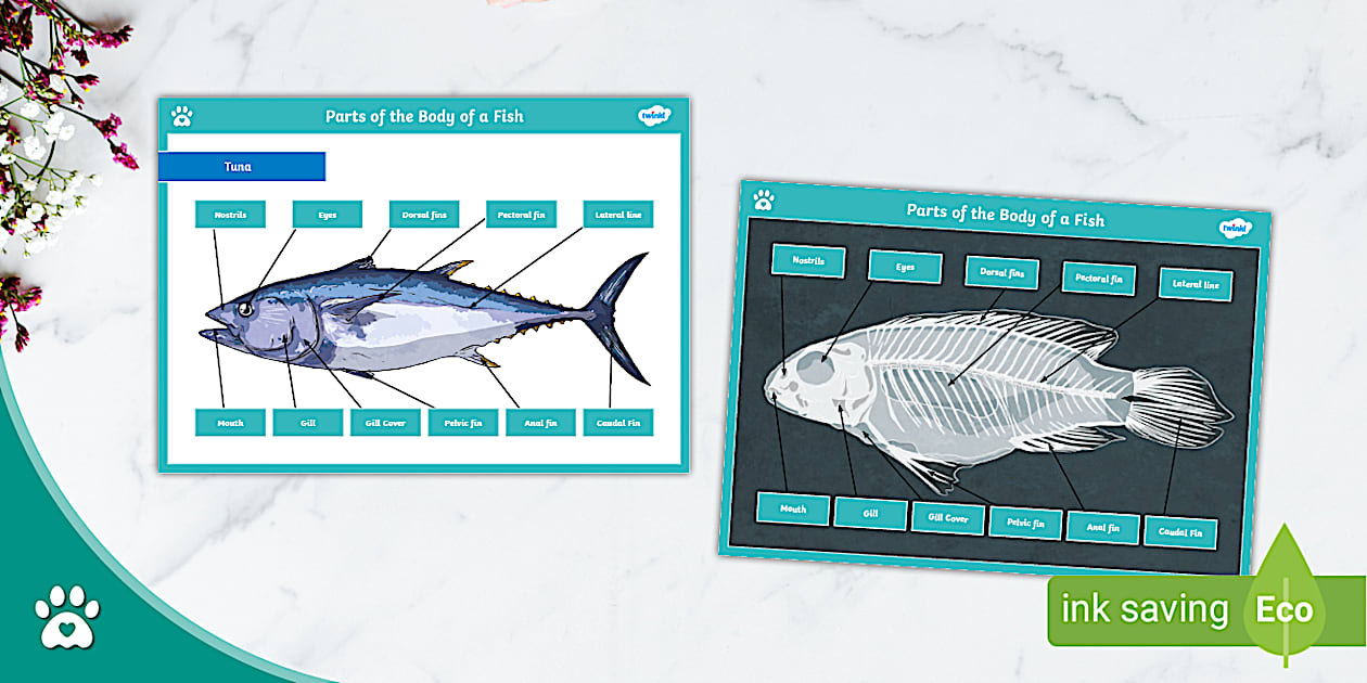 Parts of the Body of a Fish - Display Poster - Twinkl Pets