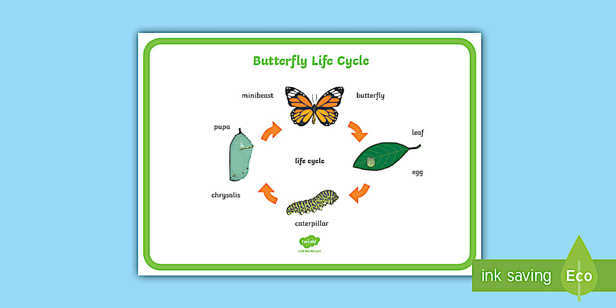 Butterfly Lifecycle Word Mat (teacher made) - Twinkl
