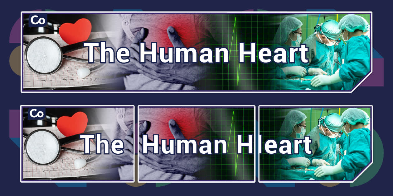 The Human Heart Display Banner (professor feito) - Twinkl