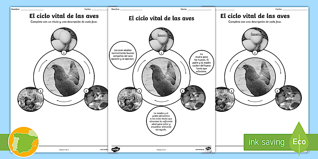 Ficha de actividad: Ciclo vital de las aves (teacher made)