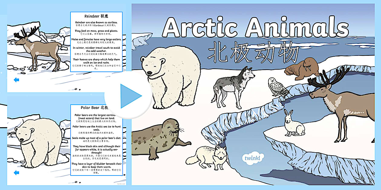 Winter Arctic Animals Habitat PowerPoint English/Mandarin Chinese