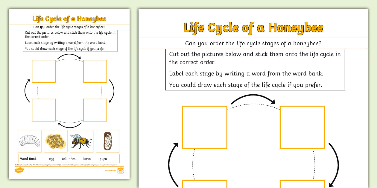 Life Cycle of a Honeybee Activity Sheet - KS1 (teacher made)