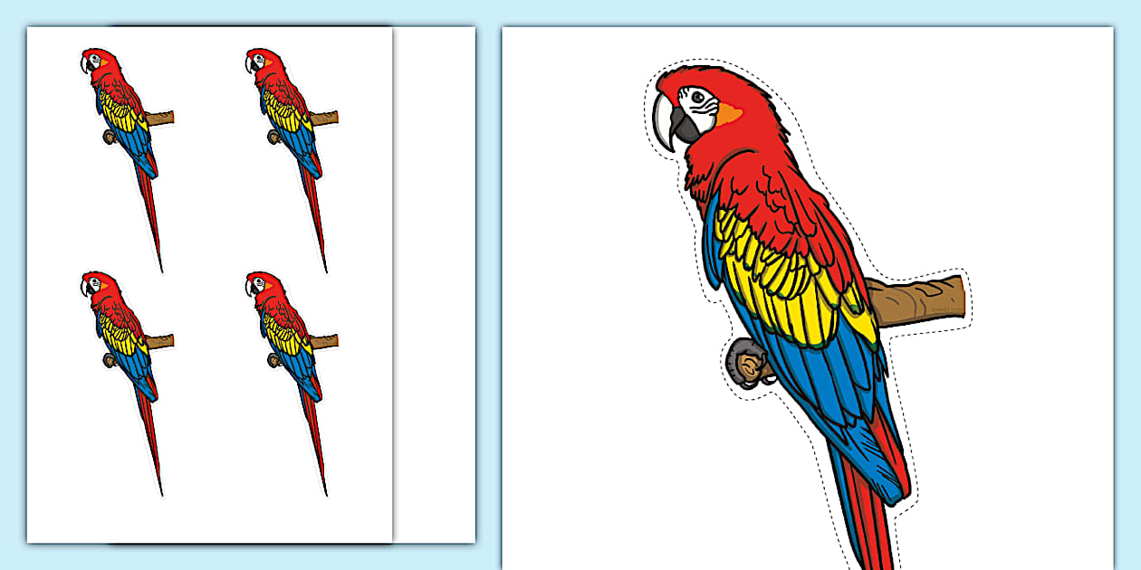 Dibujo de guacamayo (teacher made) - Twinkl