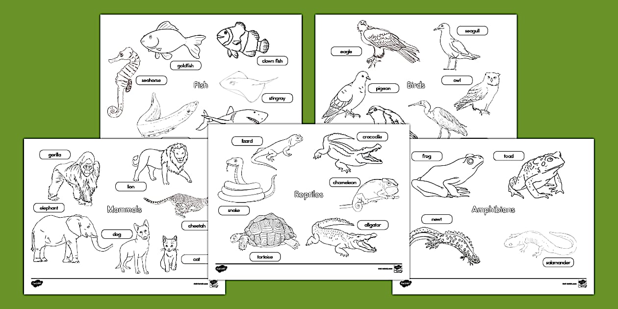 Animal Groups Coloring Sheets (teacher made) - Twinkl