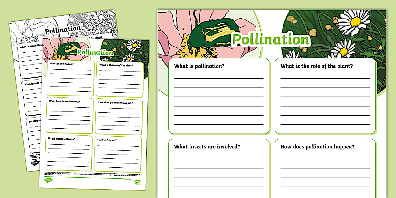 Pollination Fact File Template (teacher made) - Twinkl