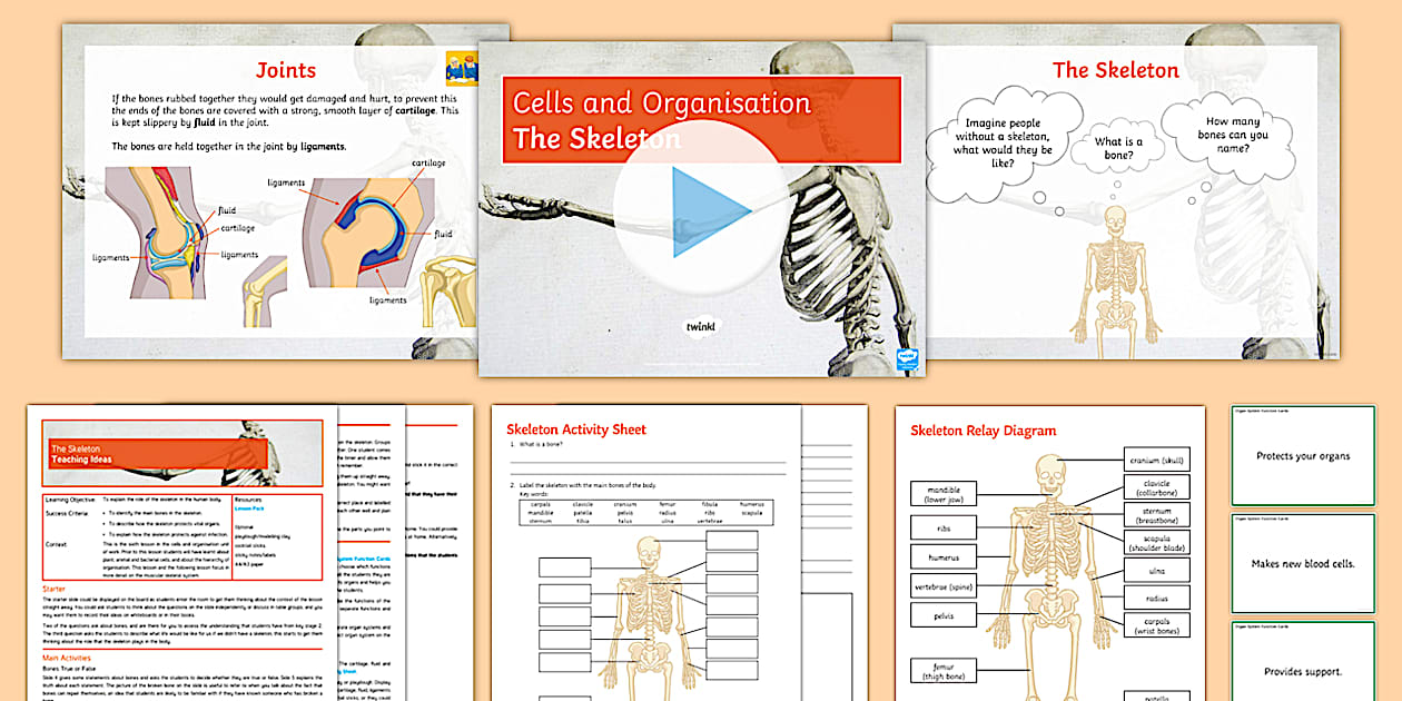 Functions of the Skeleton KS3 Lesson | Biology | Beyond