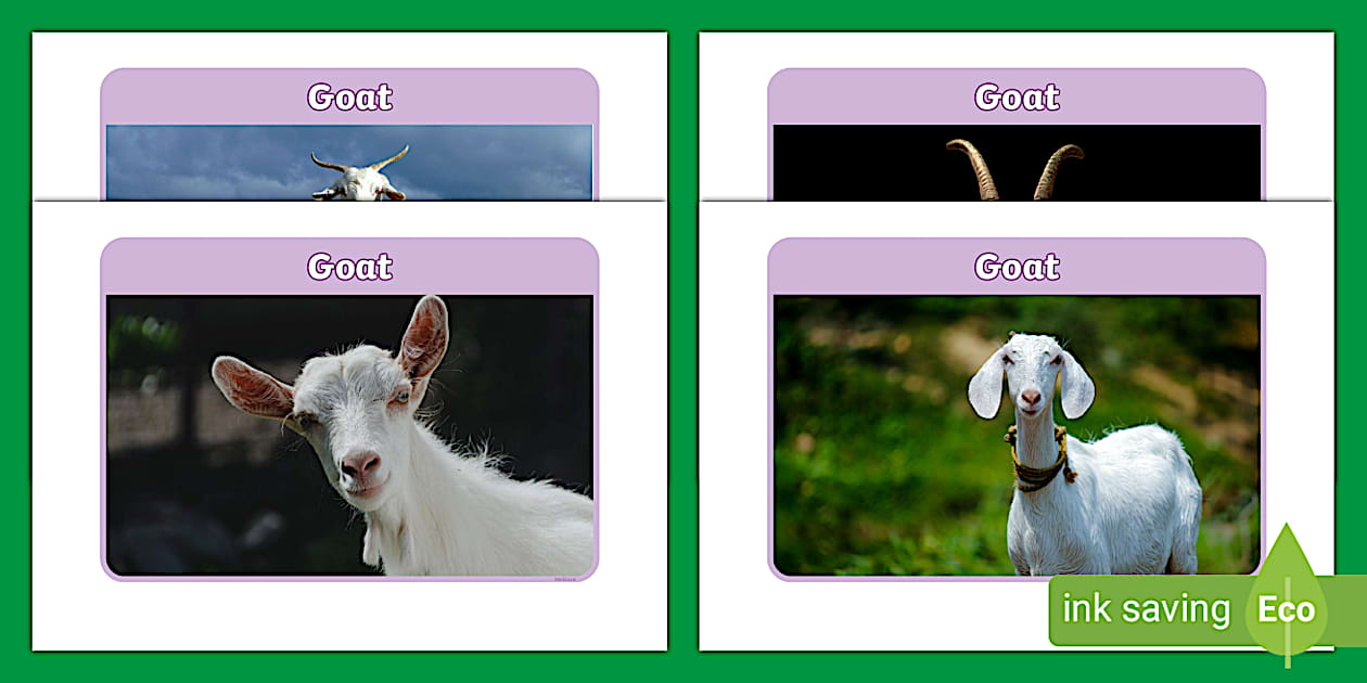 Goat Photo Pack (professor feito) - Twinkl