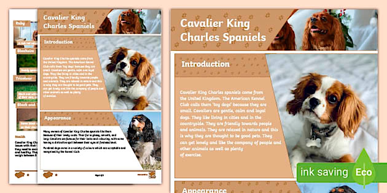 Cavalier King Charles Spaniel Reading Comprehension - Twinkl