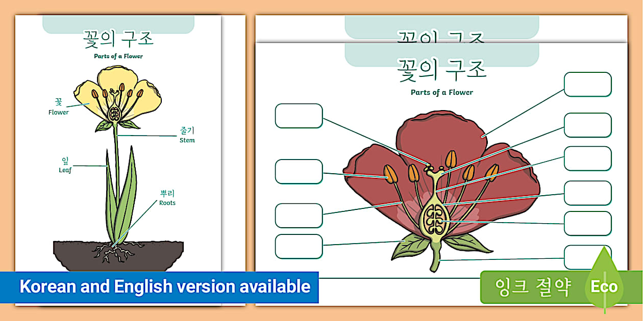 꽃의 구성요소 포스터와 활동지 Parts of a Flower Posters and Worksheets