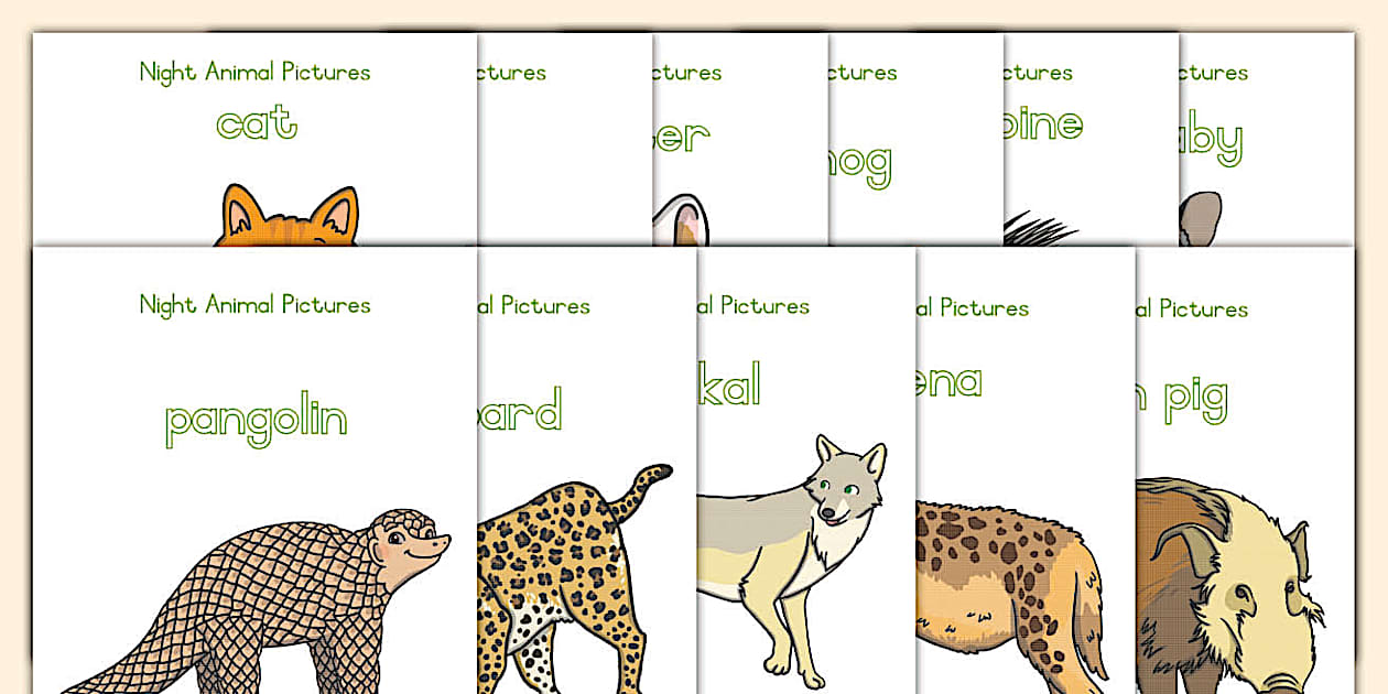Grade 2 Life Skills Term 4 Night Animal Pictures (CAPS Aligned)