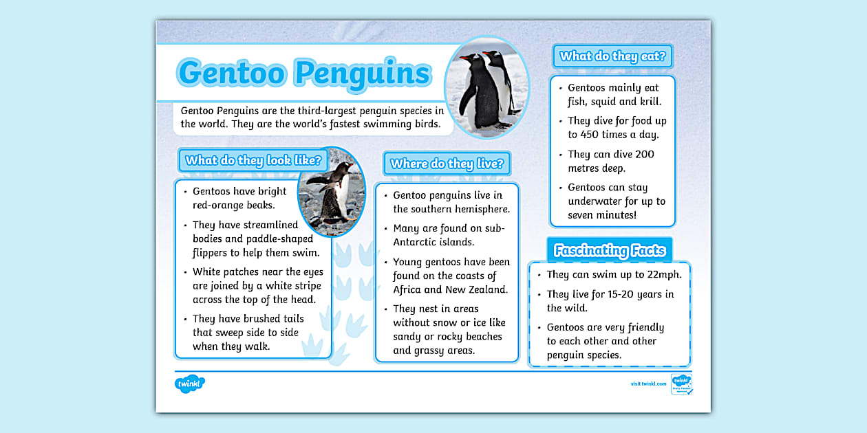 KS1 Gentoo Penguin Fact File - Twinkl - Animals - Twinkl