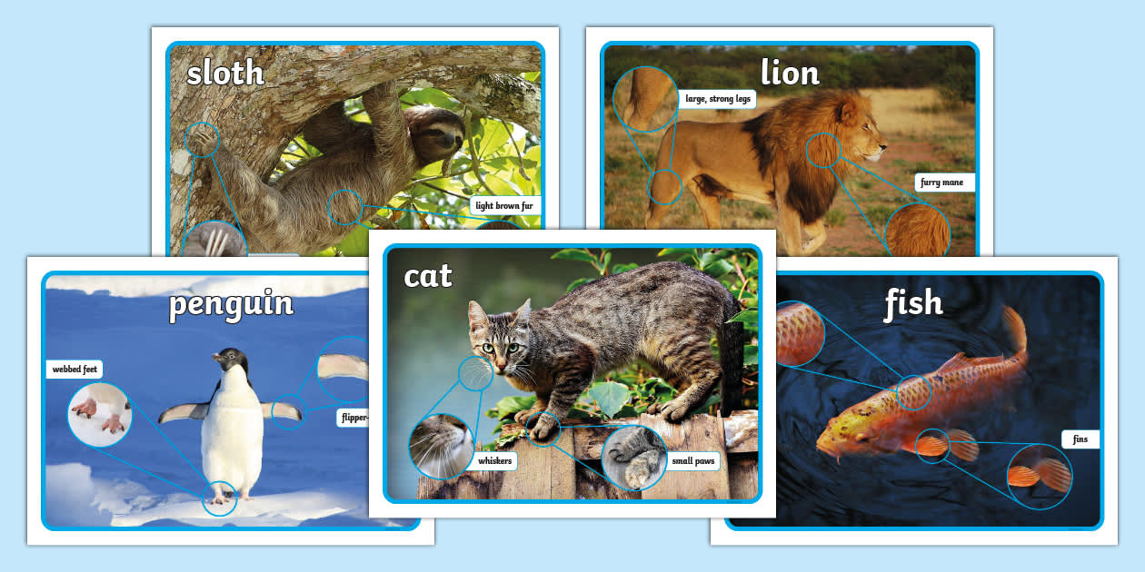 Animals and Their Features Display Photos | Twinkl - Twinkl