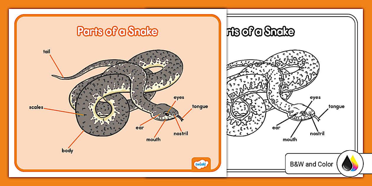 Parts of a Snake Poster (teacher made) - Twinkl