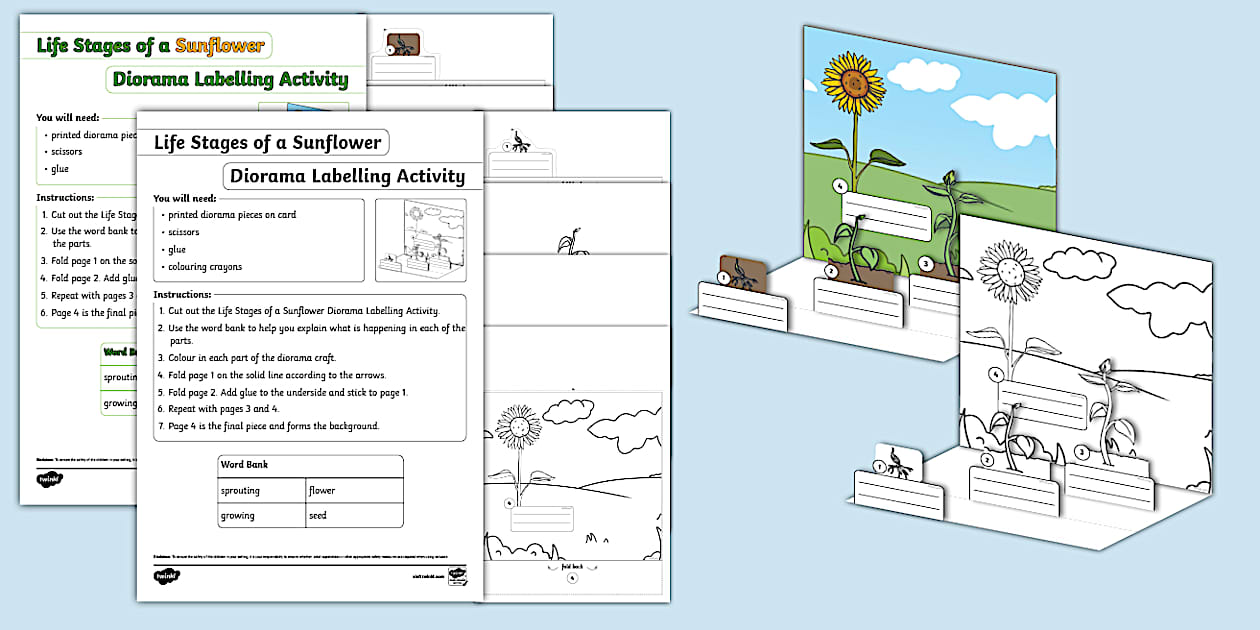 Sunflower Life Stages Diorama Craft - Twinkl - KS1 - Twinkl