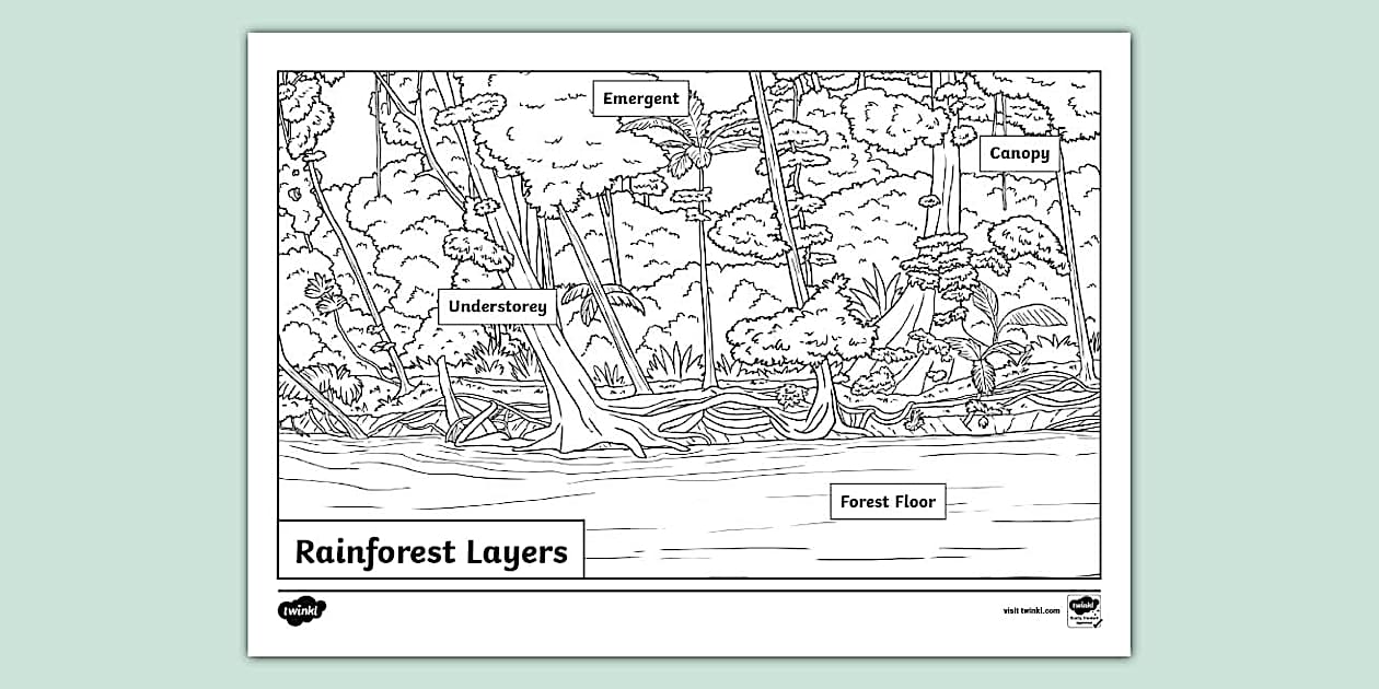 Rainforest Layers Colouring Page (teacher made) - Twinkl