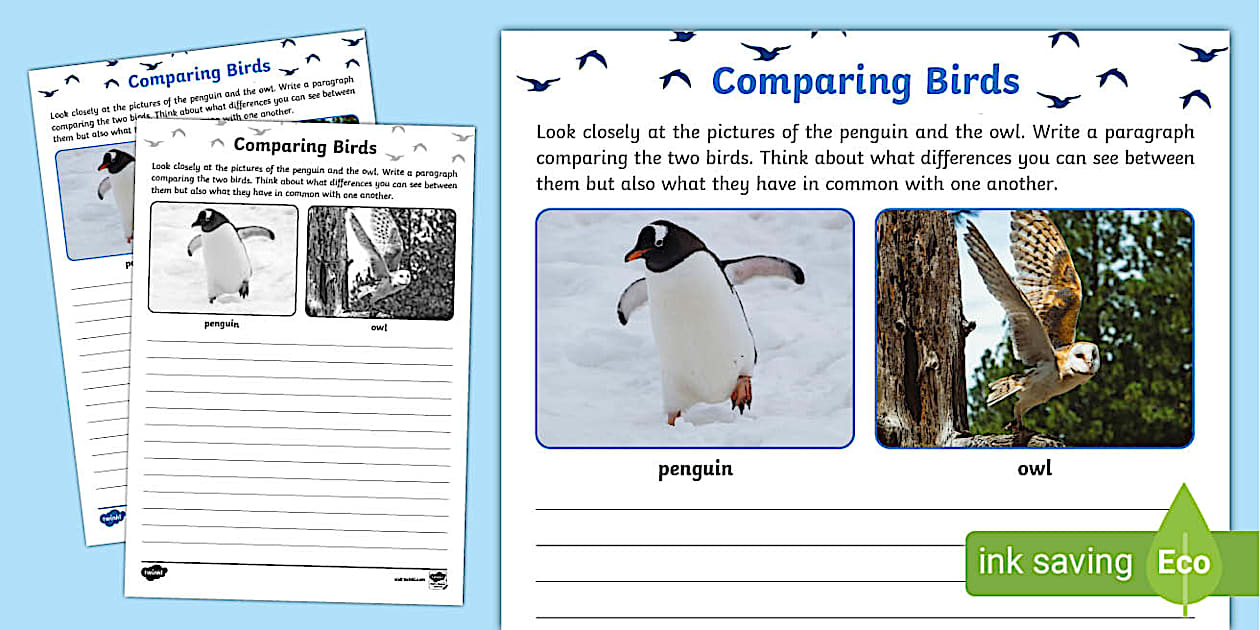 Comparing Birds Worksheet