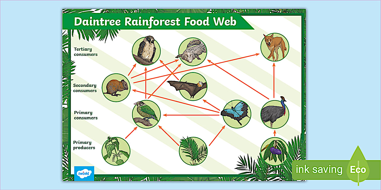 Daintree Rainforest Food Web Poster - Display Resources
