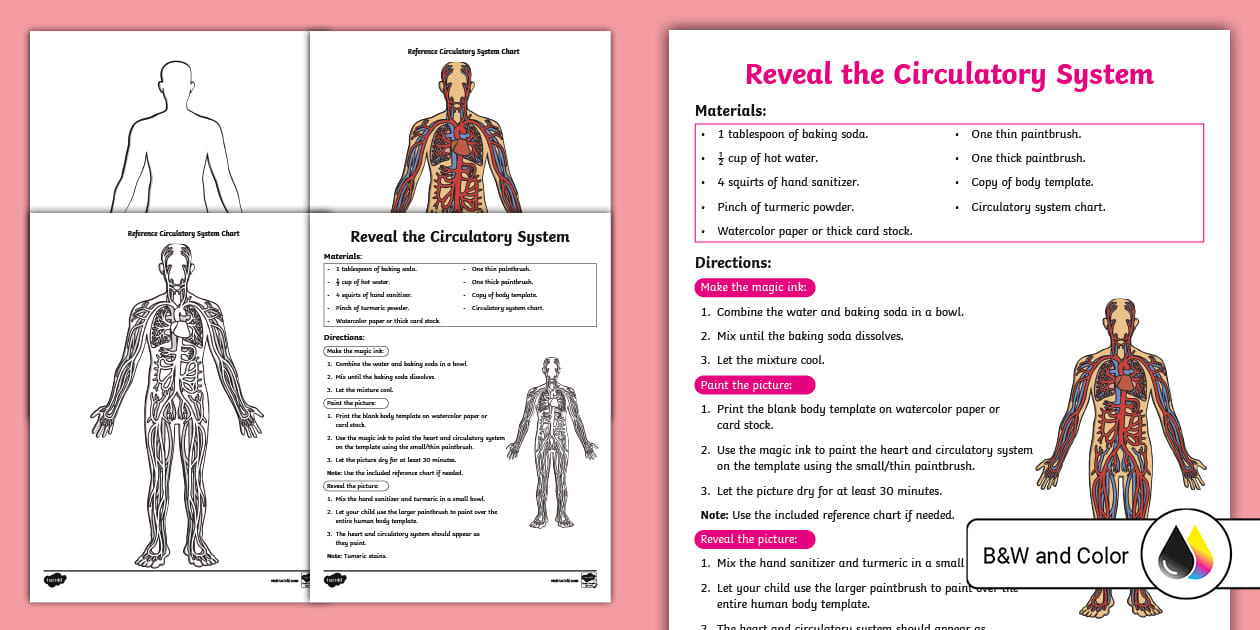 Reveal the Circulatory System Magic Ink Worksheet - Twinkl