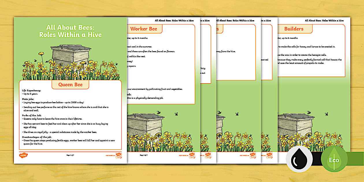 All About Bees: Roles Within a Hive (teacher made) - Twinkl