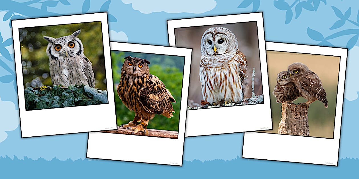 Owls Instant Photo Style Display Images (teacher made)