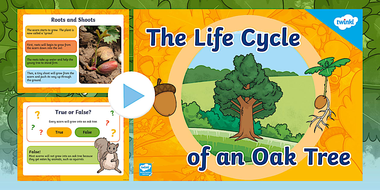 The Life Cycle of an Oak Tree PowerPoint (teacher made)