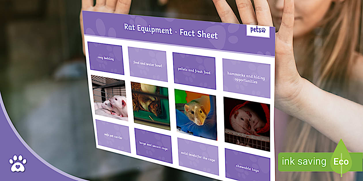 Rat Equipment - Fact Sheet - Rat Care - Rats - Twinkl Pets