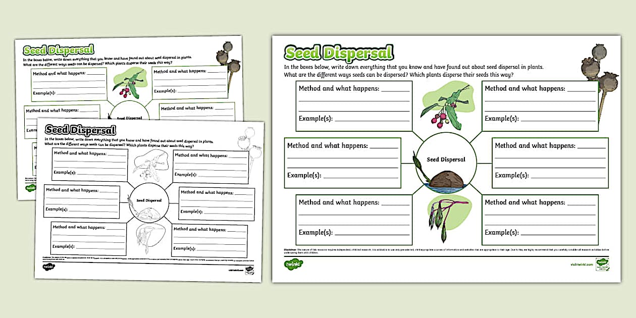Seed Dispersal Mind Map (teacher made) - Twinkl
