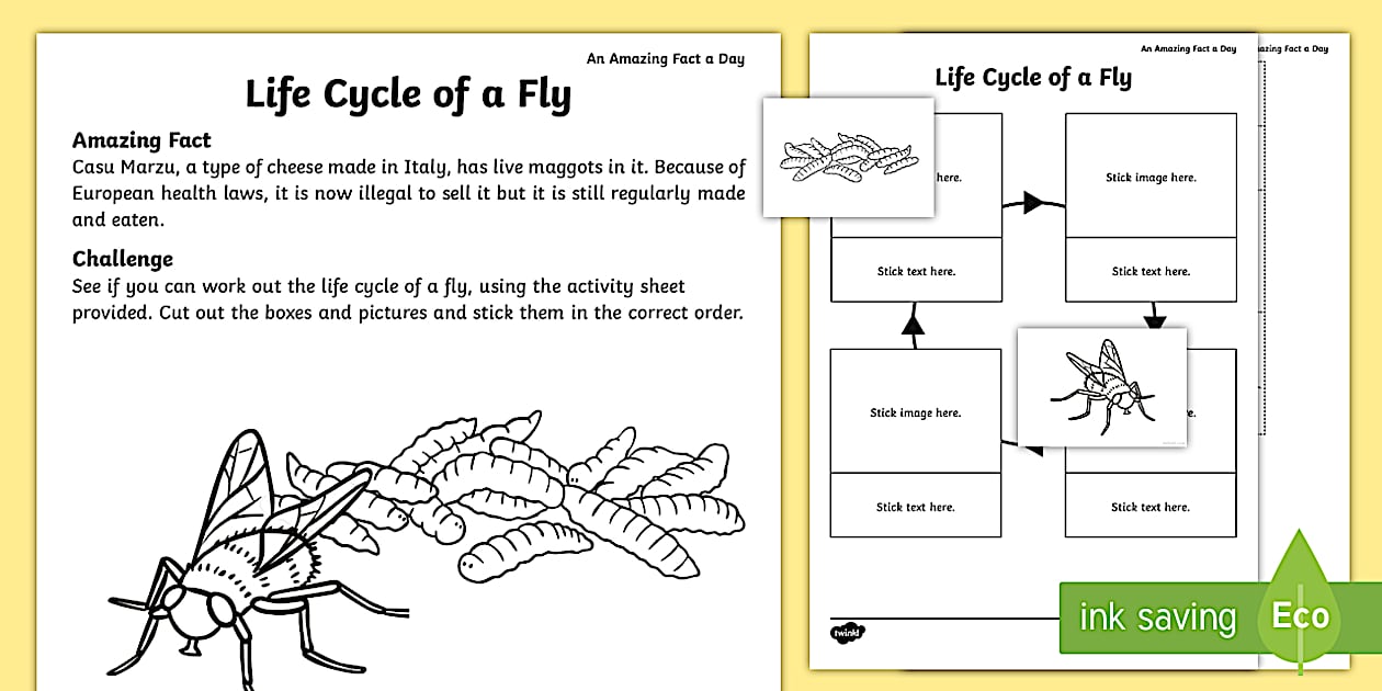 The Life Cycle of a Fly Worksheet / Worksheet - Twinkl