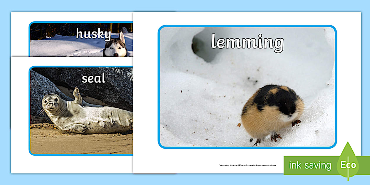 Arctic Animals Display Photos (teacher made) - Twinkl