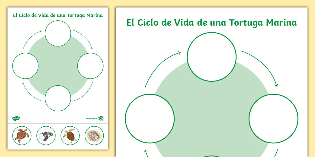 El ciclo de vida de una tortuga de mar Ficha de actividad