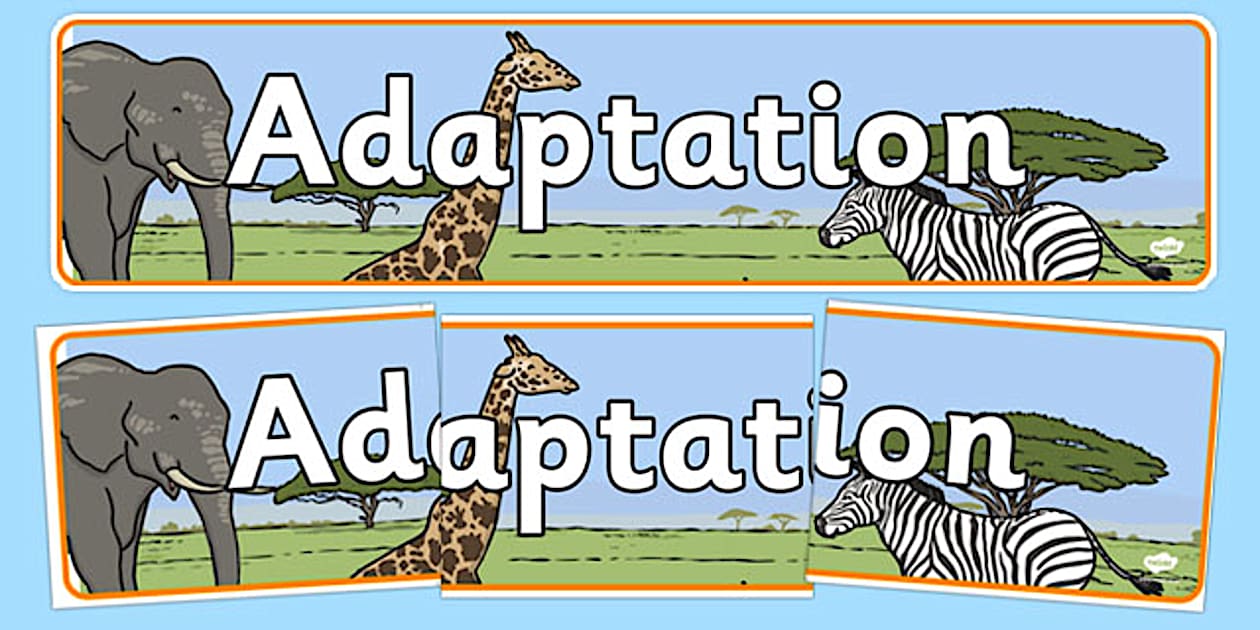 Adaptation Display Banner (Teacher-Made) - Twinkl