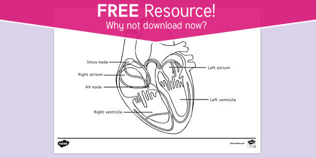 Labelled Heart Diagram Colouring Sheet | Colouring Sheets