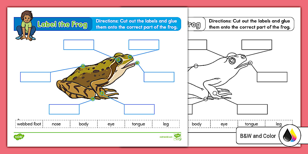Early Childhood Label the Frog Activity Worksheet - Twinkl