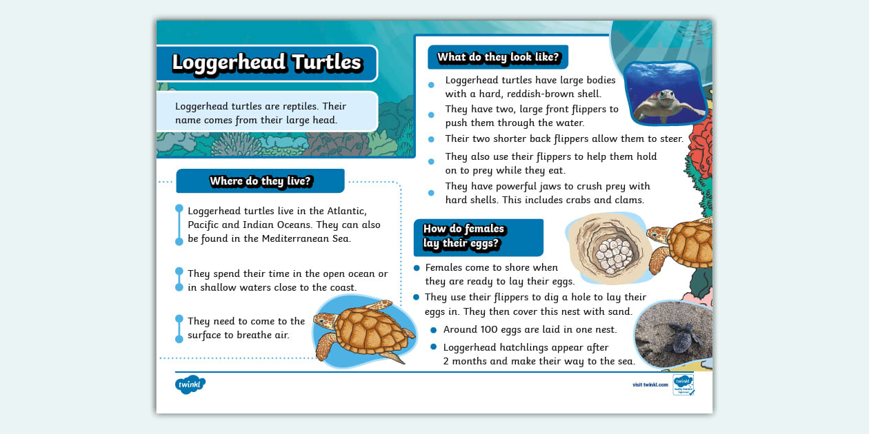 KS1 Loggerhead Turtle Fact File - Marine Animals - Twinkl