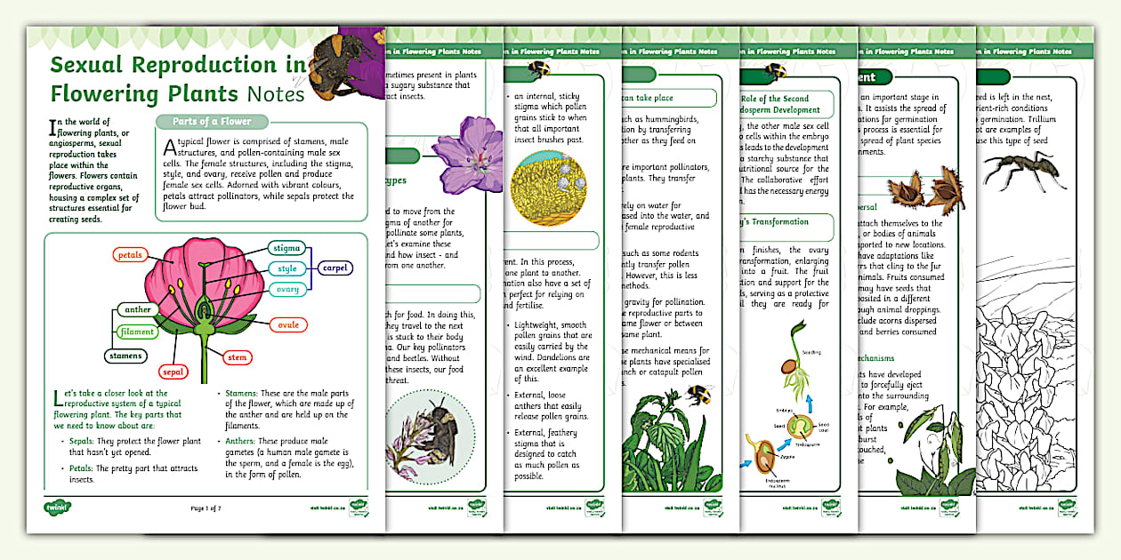 Sexual Reproduction in Flowering Plants Notes (teacher made)