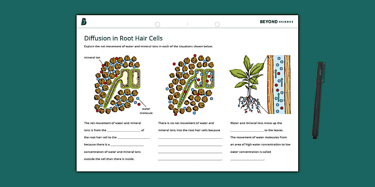 Diffusion in Root Hair Cells | Biology | Beyond Science