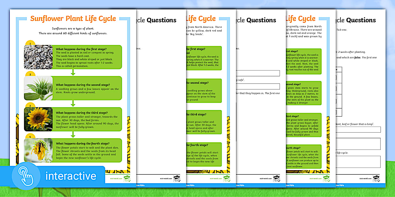 Interactive PDF: Sunflower Plant Life Cycle Differentiated Reading