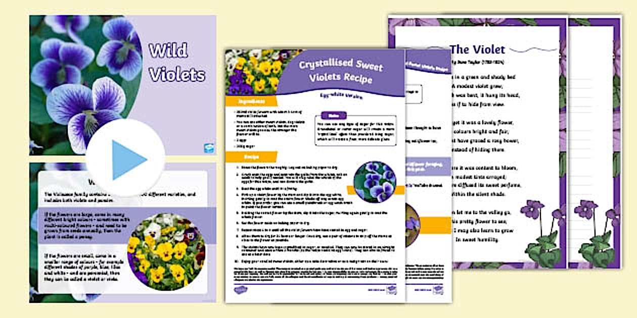 FREE! - Sweet Violets - Outdoor Learning | Twinkl Home Education